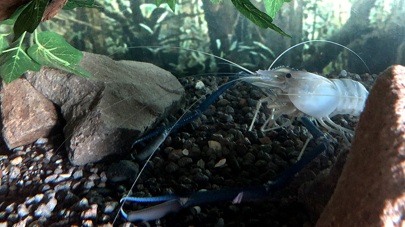 2022-23 Prawn Fishing Update - Huka Prawn Park